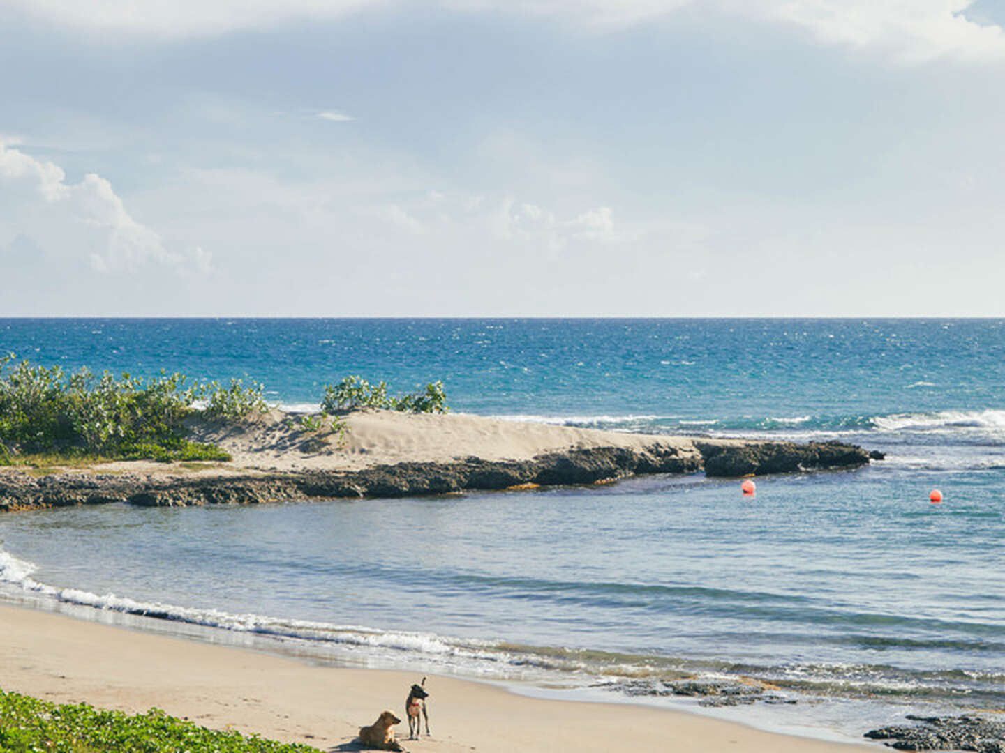 Steppa | Treasure Beach, Jamaica